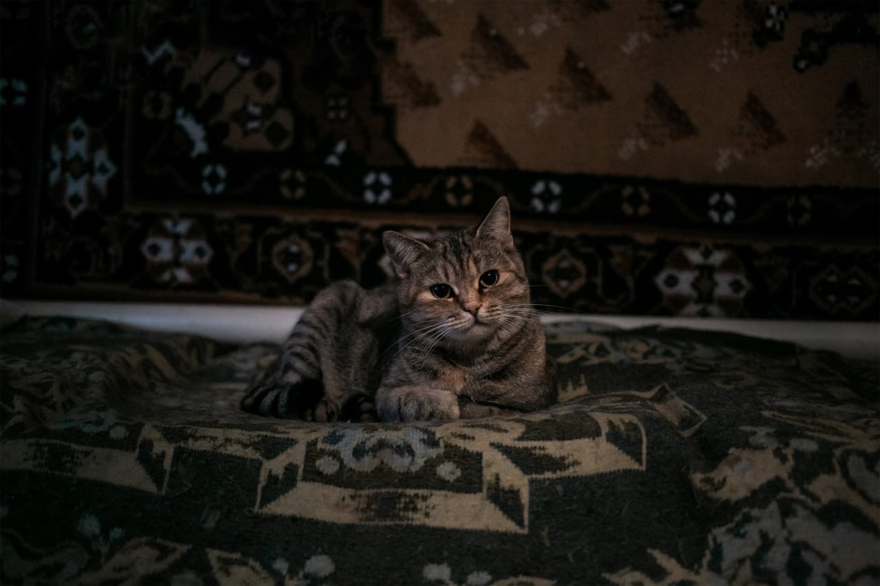 Animal help – report - Solidarity Collectives