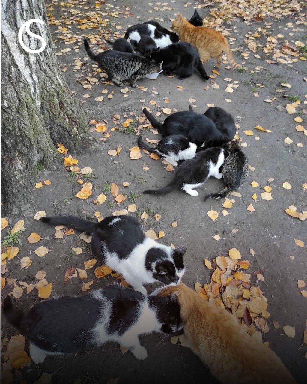 Fundraiser to support an animal shelter - Solidarity Collectives